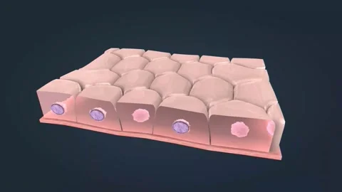 Simple Epithelium Tissue Stock Videos – Royalty-Free HD & 4K Videos | Pond5