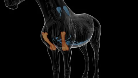 humerus bone horse skeleton anatomy for ... | Stock Video | Pond5