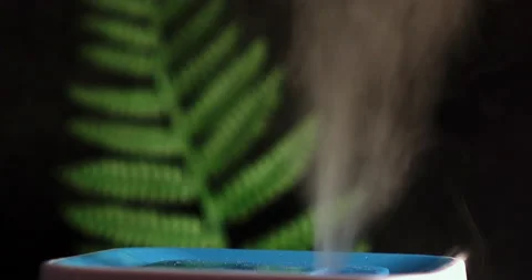Humidifier with a fern branch on a black... | Stock Video | Pond5