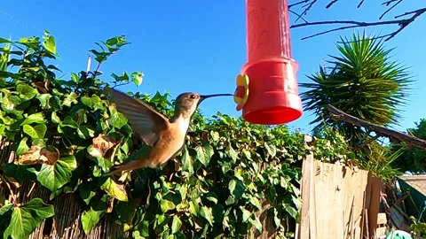 Hummingbird Sounder Stock Video Footage | Royalty Free Hummingbird ...