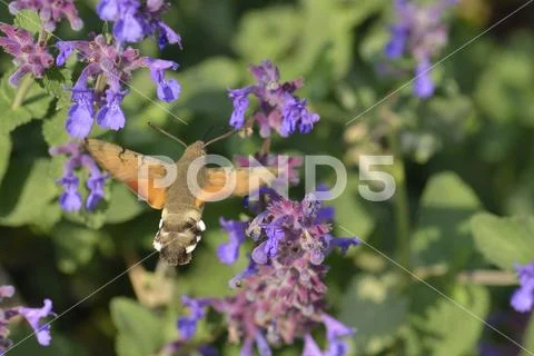 Hummingbird hawk-moth in a swirling flight. Pigeon-tailed hawk-moth in ...