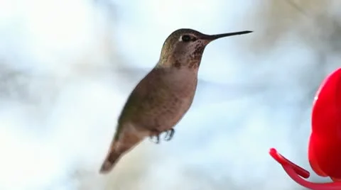 Hummingbird Hovers Slow Motion | Stock Video | Pond5