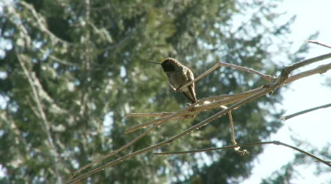 Hummingbird mating dance | Stock Video | Pond5