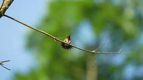 Hummingbird pooping | Stock Video | Pond5