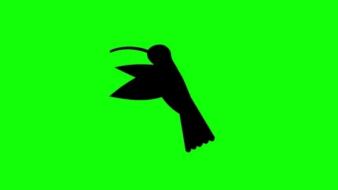 Hummingbird Silhouette 2D Animation Gree... | Stock Video | Pond5