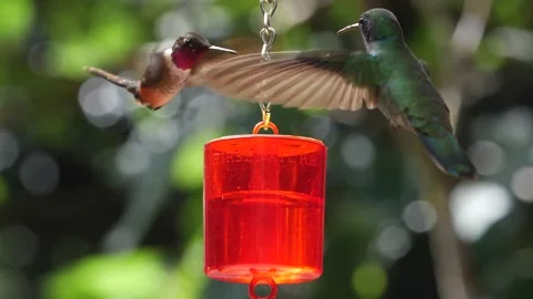 hummingbirds - artistic wingbeats of col... | Stock Video | Pond5