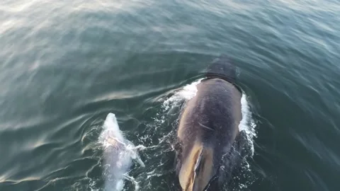 South Africa Port Stock Videos – Royalty-Free HD & 4K Videos