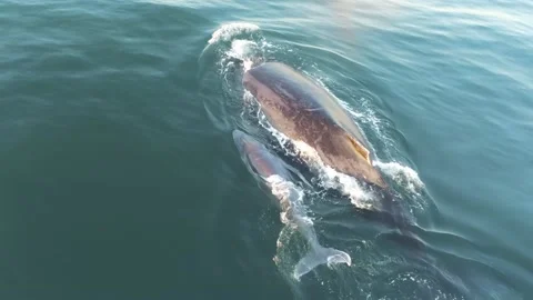 South Africa Port Stock Videos – Royalty-Free HD & 4K Videos