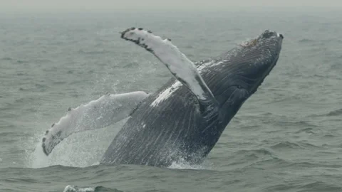 Humpback whale jumping above water breac... | Stock Video | Pond5