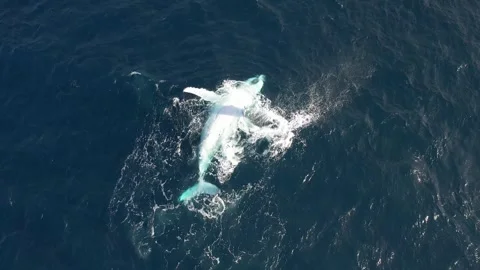 Humpback Whale Lying On Its Back Slappin... | Stock Video | Pond5