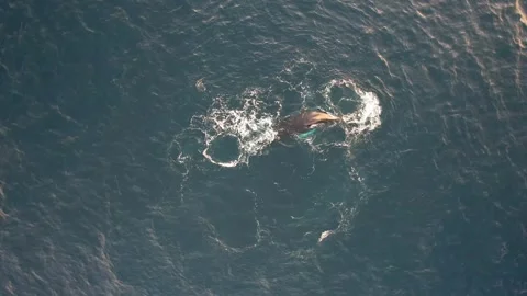 Humpback Whale Spinning And Blowing Wate... | Stock Video | Pond5