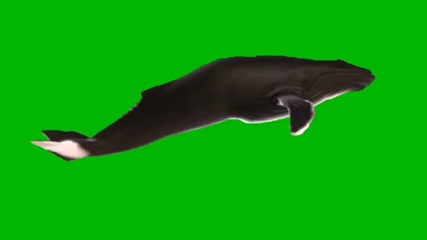 Humpback Whale Swimming on Green Screen | Stock Video | Pond5