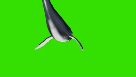 Humpback Whale Swimming on Green Screen ... | Stock Video | Pond5
