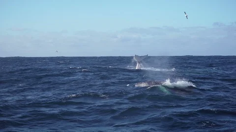 Humpback Whale Drawing Stock Videos – Royalty-Free HD & 4K Videos