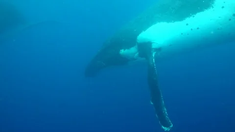 Humpback whale underwater in Pacific Oce... | Stock Video | Pond5