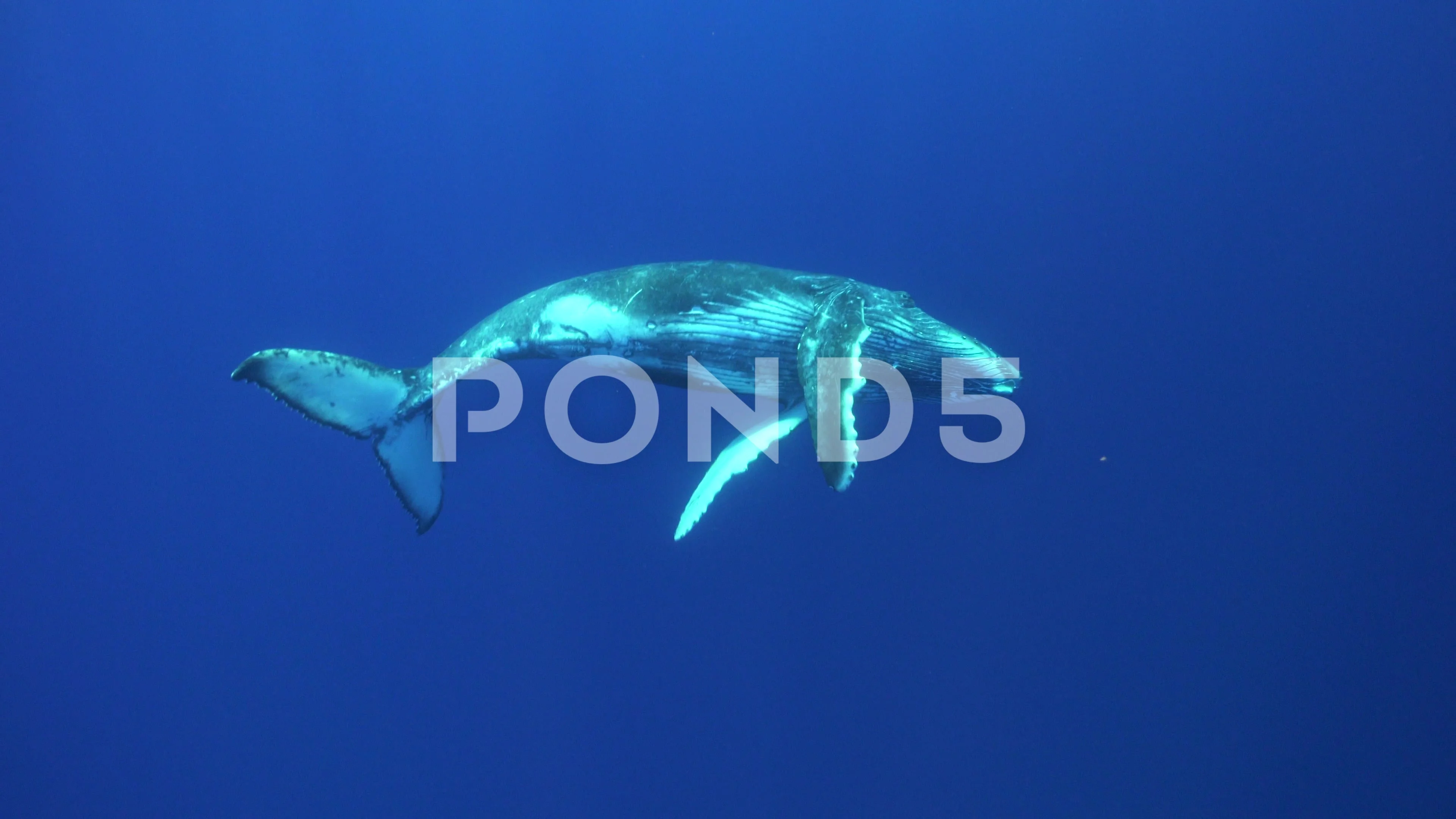 Humpback Whale Calf Nursing