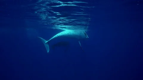 Humpback whales at the surface around Ta... | Stock Video | Pond5