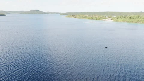 Humpback Whale Backdrop Stock Videos – Royalty-Free HD & 4K Videos