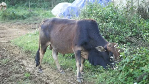 Humping Cow Stock Video Footage | Royalty Free Humping Cow Videos | Pond5