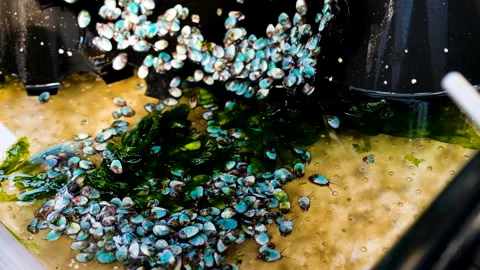 Hundreds of baby abalone crawling around... | Stock Video | Pond5