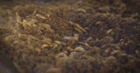 Hundreds of Black Soldier Fly BSF Larvae... | Stock Video | Pond5