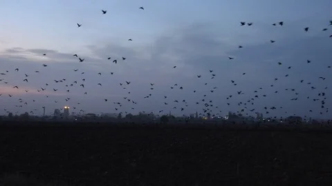 Hundreds of crows taking off to the sky | Stock Video | Pond5