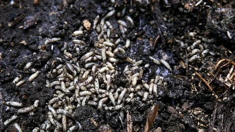 Hundreds of maggots swarming over waste ... | Stock Video | Pond5