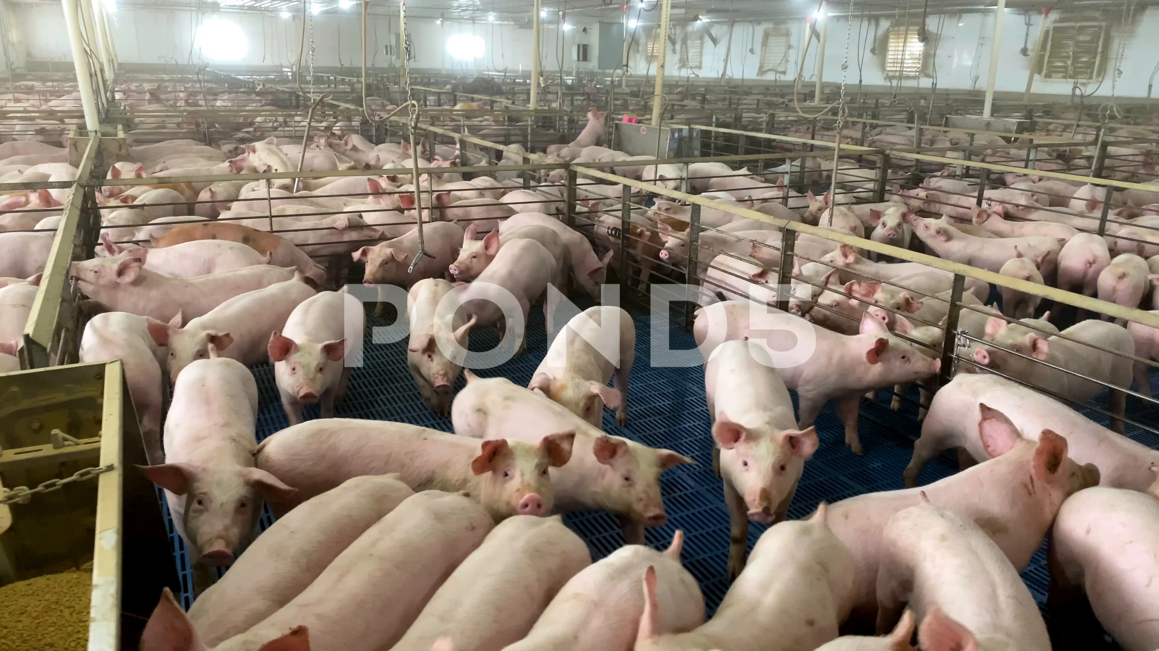 Intensive Farming Pigs