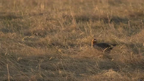 Partridge Stock Video Footage | Royalty Free Partridge Videos | Pond5