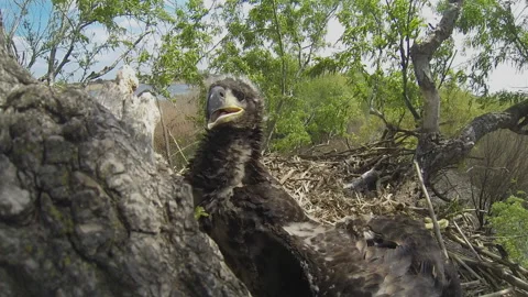 Hungry baby bird black vulture of the ha... | Stock Video | Pond5