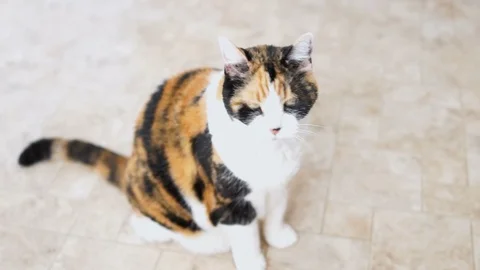 Hungry calico cat standing up on hind le... | Stock Video | Pond5