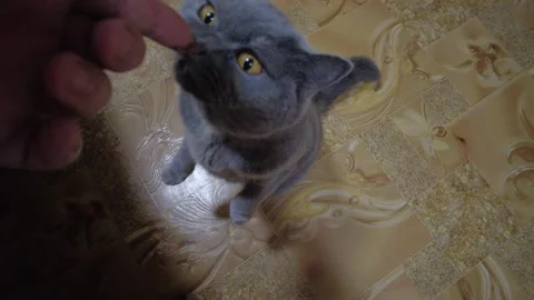 Pawg Crying Stock Footage ~ Royalty Free Stock Videos | Pond5