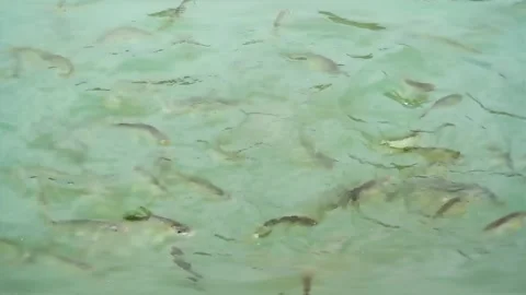 Hungry fish eat food. Feeding of river f... | Stock Video | Pond5