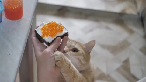 Salmon and Cat Stock Videos – Royalty-Free HD & 4K Videos | Pond5