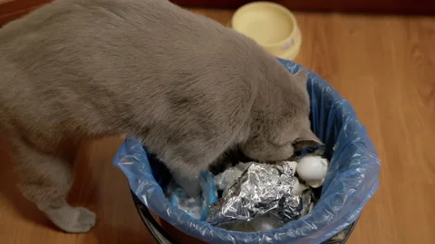 Can Digs Stock Videos – Royalty-Free HD & 4K Videos