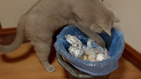 Can Digs Stock Videos – Royalty-Free HD & 4K Videos