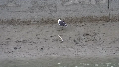 People Pooping Stock Videos – Royalty-Free HD & 4K Videos