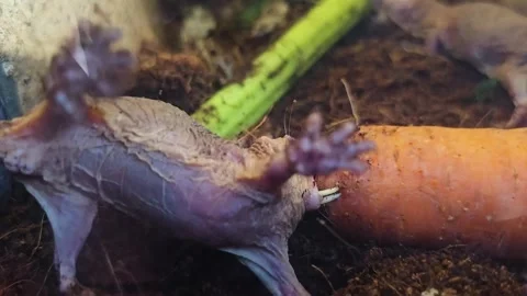 A hungry Naked mole-rat eating | Stock Video | Pond5