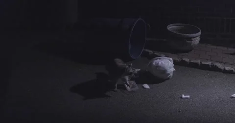 Raccoon At Night Stock Video Footage | Royalty Free Raccoon At Night ...