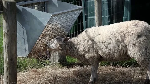 Hungry Sheep Eating Hay from Wire Trough... | Stock Video | Pond5