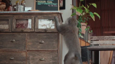 Monkey Stealing Food Stock Videos – Royalty-Free HD & 4K Videos | Pond5