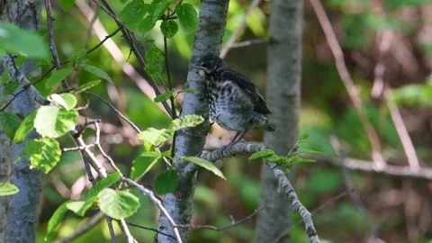 Hungry young bird sits on tree branch, s... | Stock Video | Pond5