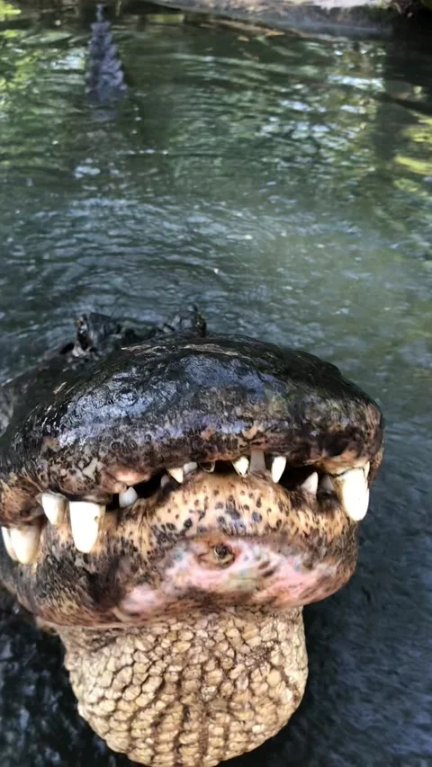 Good Morning St Stock Videos – Royalty-Free HD & 4K Videos | Pond5