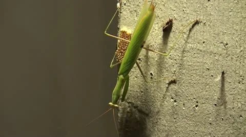 Cockroach Praying Mantis Stock Videos – Royalty-Free HD & 4K Videos