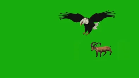 hunting, prey, animal hunting green scre... | Stock Video | Pond5