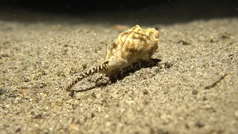 Hunting For Living Stock Videos – Royalty-Free HD & 4K Videos