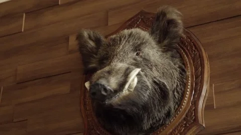 Hunting trophy in the form of a boar's h... | Stock Video | Pond5