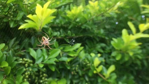 Huntsman Spider Stock Video Footage | Royalty Free Huntsman Spider ...