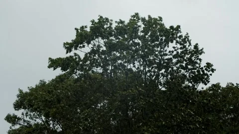 Hurricane and Strong Heavy Wind Breaks T... | Stock Video | Pond5
