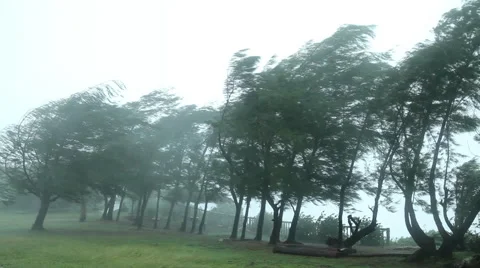 hurricane wind blows through trees | Stock Video | Pond5